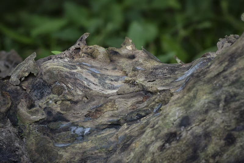 Image of Dead or Decay Tree Trunk and Branch. Stock Photo - Image of ...