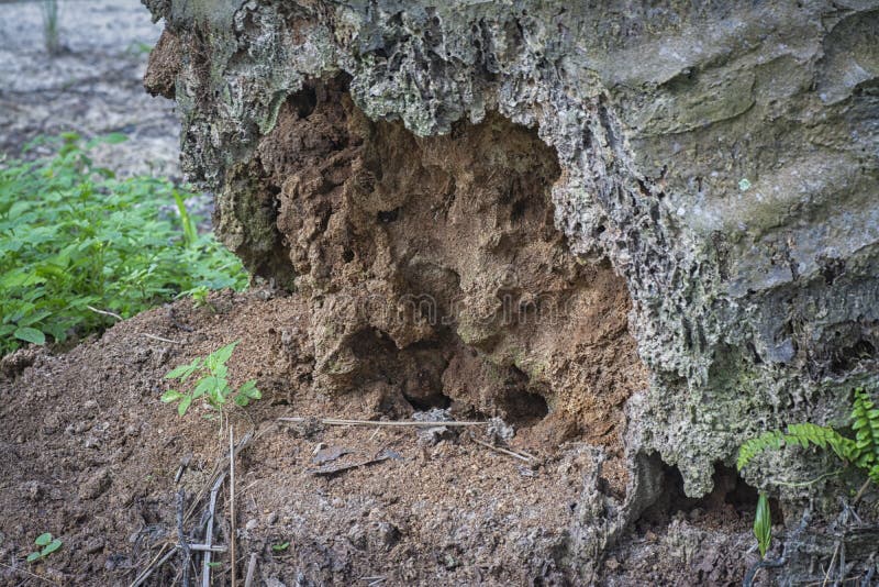Image of Dead or Decay Tree Trunk and Branch. Stock Image - Image of ...