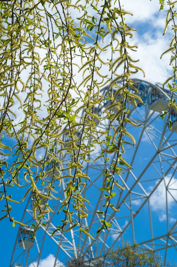 Texture of Background Image, Spring Landscape, Branch of Willow Stock ...