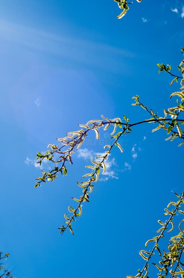 Texture of Background Image, Spring Landscape, Branch of Willow Stock ...