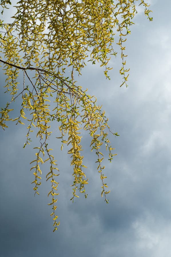 Texture of Background Image, Spring Landscape, Branch of Willow Stock ...