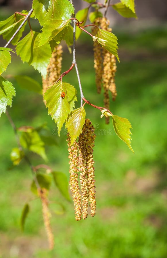 Texture of Background Image, Spring Landscape, the First Leaves Stock ...
