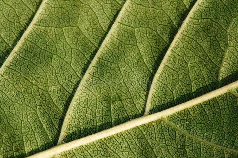 Texture, Background of Leaf Stock Image - Image of harmony, foliage ...