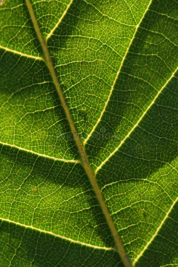 Texture, Background Of Leaf Picture. Image: 3412372