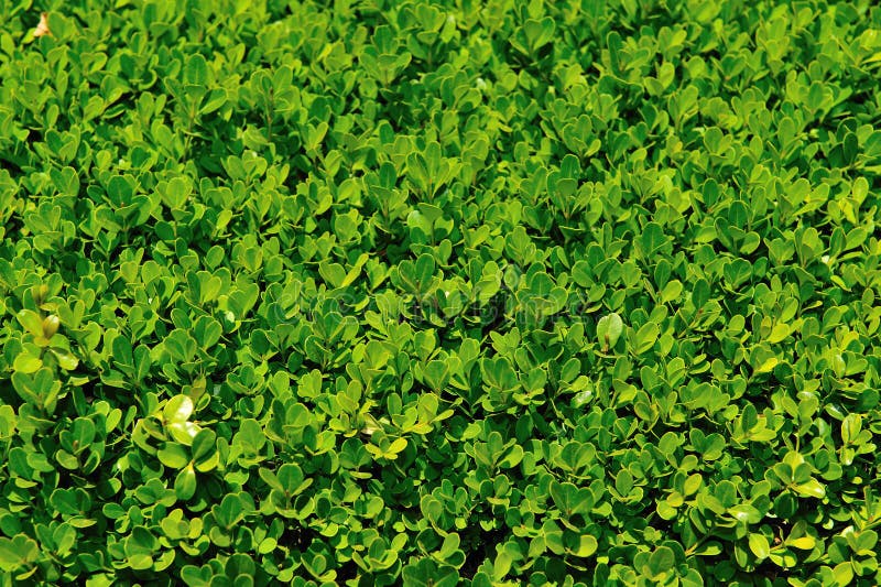 Texture or Background of Leaves Stock Photo - Image of textures ...