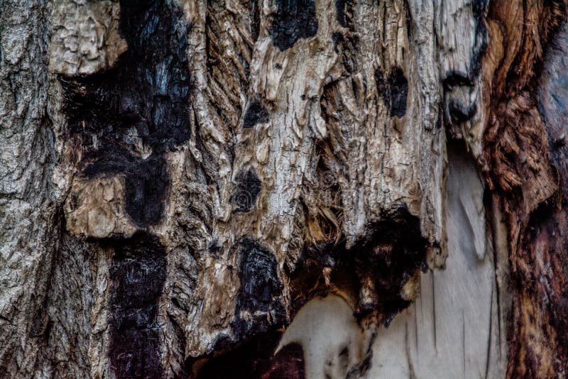 Light bark of a tree stock image. Image of materials - 102507821