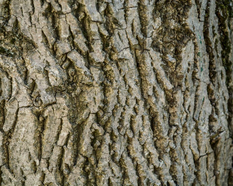Light bark of a tree stock image. Image of materials - 102507821