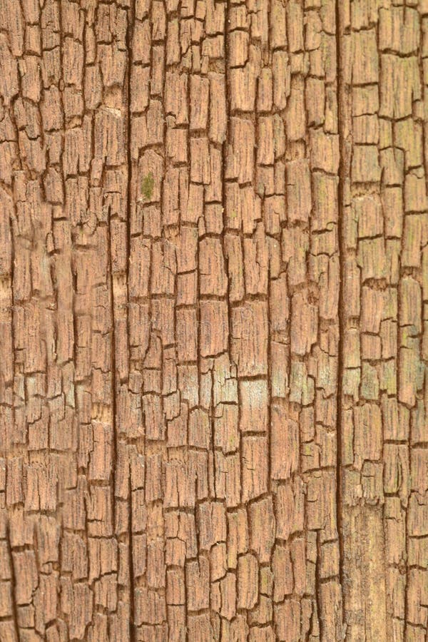 Texture or Background a Bark of the Trunk Light Colored Trees and Has ...
