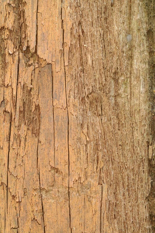 Texture or Background of Bark of the Trunk Light Colored Trees and Has ...