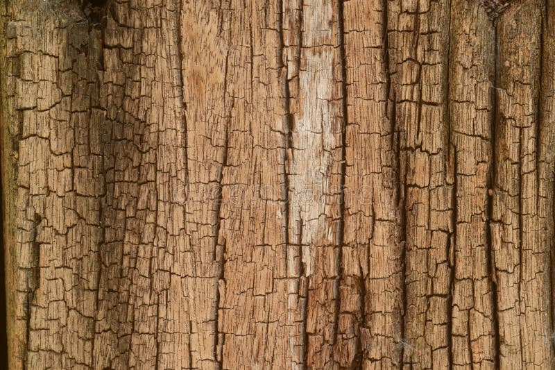 Texture or Background of Bark of the Trunk Light Colored Trees and Has ...