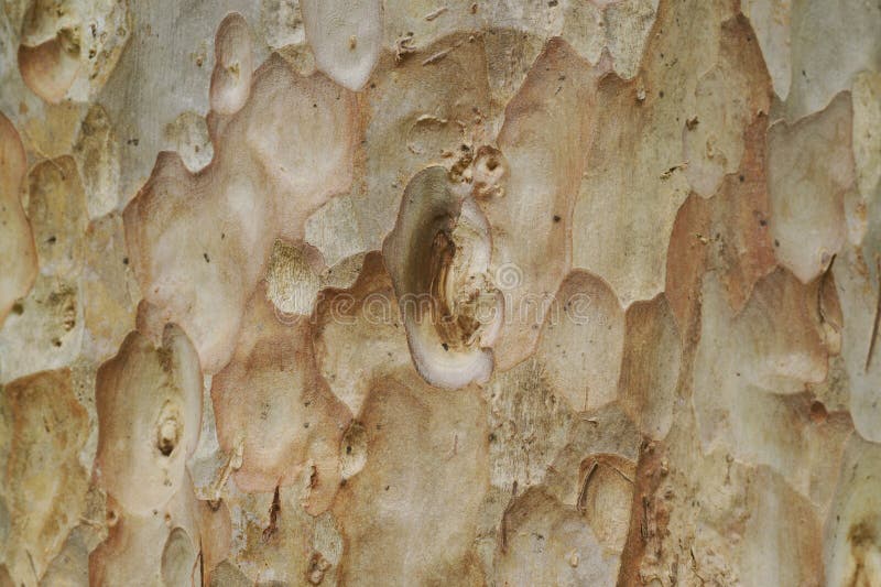 Texture or Background of Bark of the Trunk Light Colored Trees and Has ...