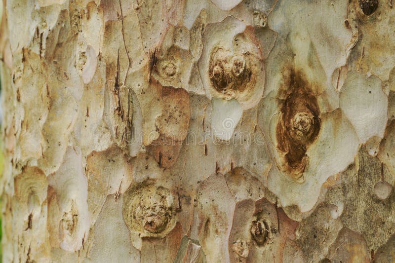 Texture or Background of Bark of the Trunk Light Colored Trees and Has ...
