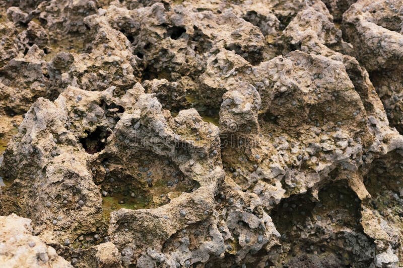 Texture Background of Natural Rock with Water and Seashells. Stock ...