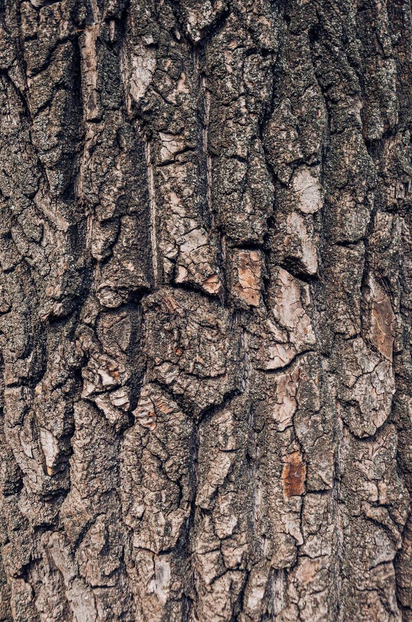 Texture, Background of Old Ancient Bark of a Powerful Tree Stock Photo ...
