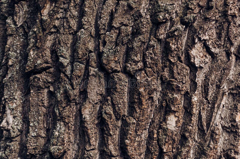 Texture, Background of Old Ancient Bark of a Powerful Tree Stock Image ...