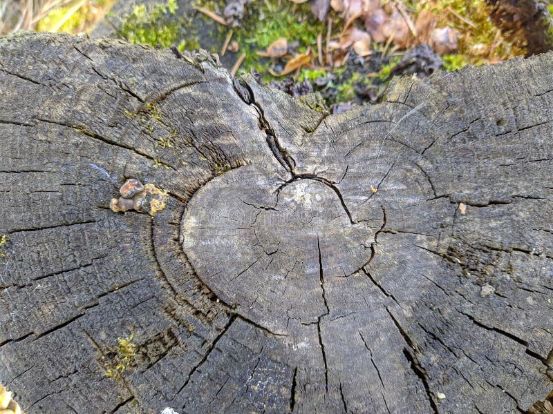 Texture and Background of Old Gray Tree Stump Top View. Stock Photo ...