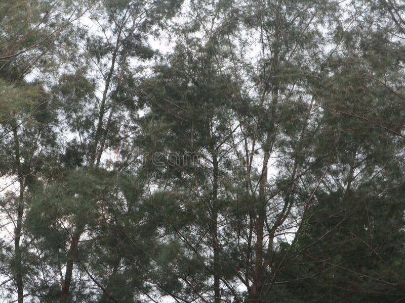 Texture Background of Old Pine Trees and Leaves. Stock Image - Image of ...