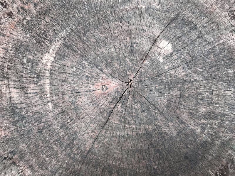Texture Background of Old Ring Stump Tree Stock Photo - Image of ...