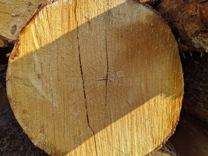 Texture and Background of Old Tree Stump Top View Stock Photo - Image ...