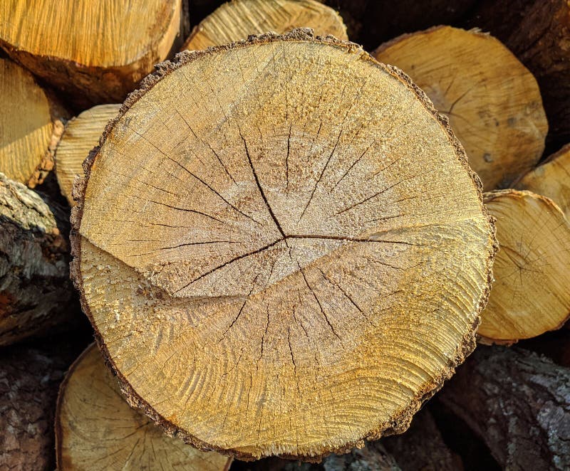 Texture and Background of Old Tree Stump Top View Stock Photo - Image ...