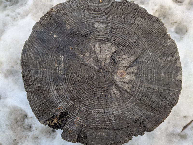 Texture and Background of Old Tree Stump Top View Stock Photo - Image ...