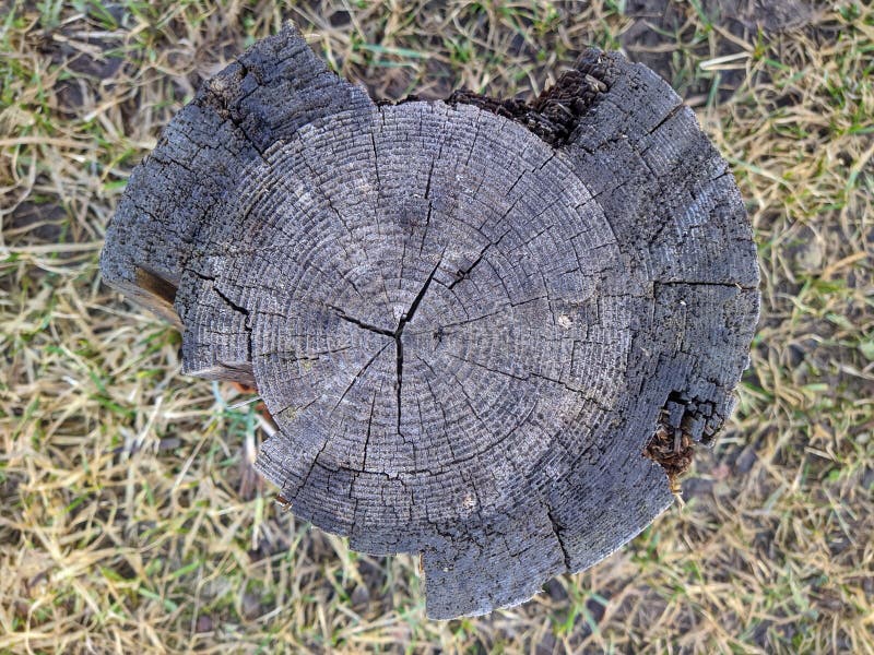 Texture and Background of Old Tree Stump Top View Stock Image - Image ...