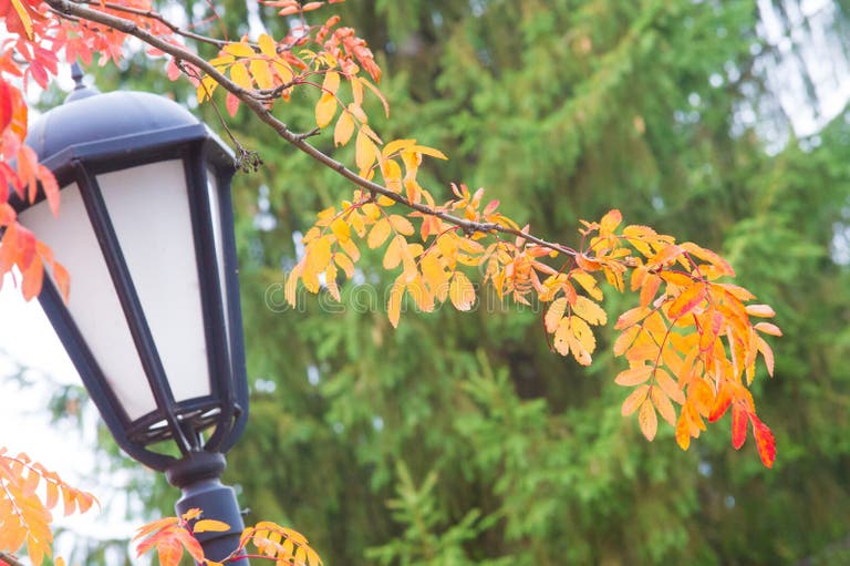 1,391 Photo Tree Com Stock Photos - Free & Royalty-Free Stock Photos ...