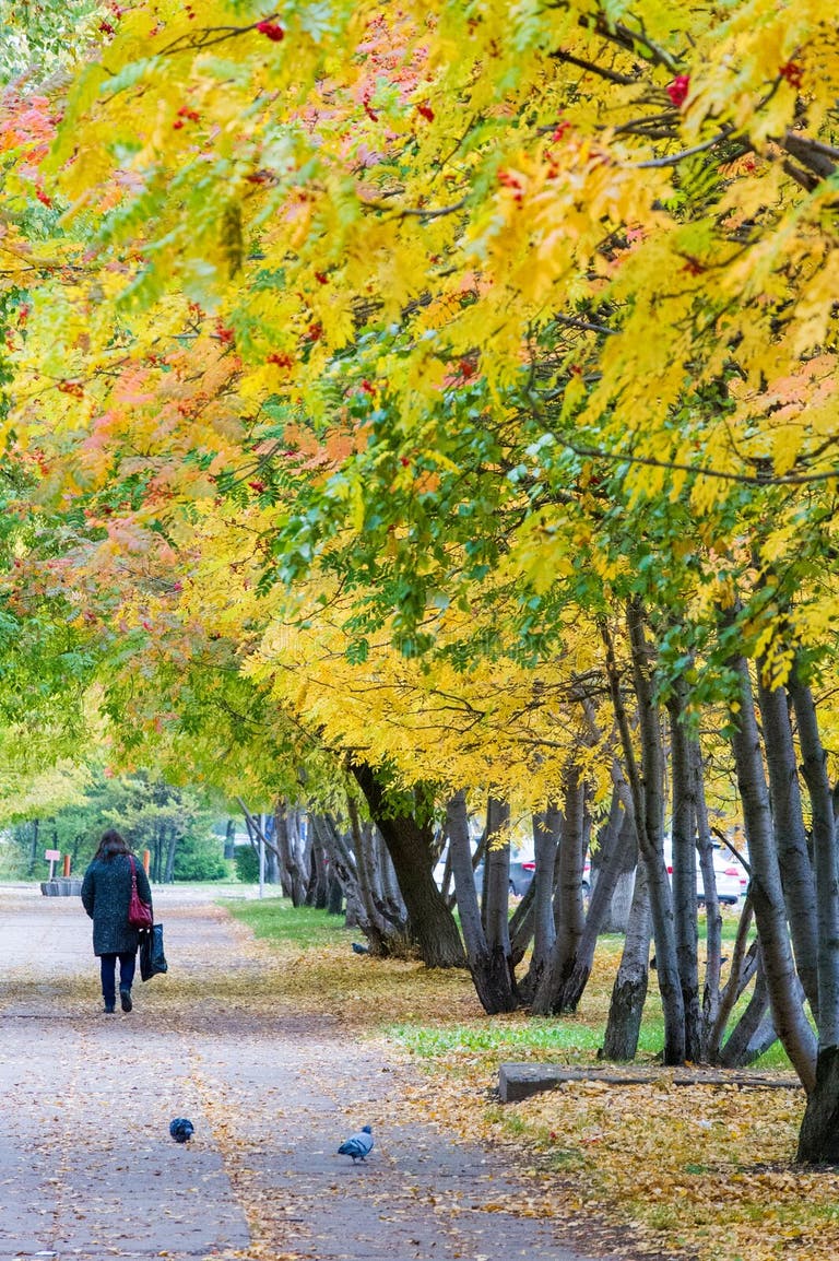 1,391 Photo Tree Com Stock Photos - Free & Royalty-Free Stock Photos ...