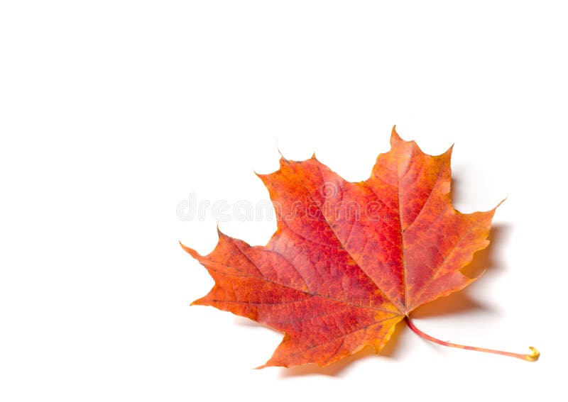 Texture, Background, Pattern. Autumnal Maple Leaf, Clear Colors ...