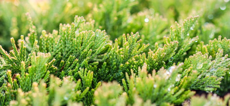 293 Evergreen Juniper Carpet Stock Photos - Free & Royalty-Free Stock ...