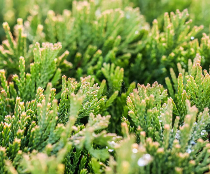 293 Evergreen Juniper Carpet Stock Photos - Free & Royalty-Free Stock ...