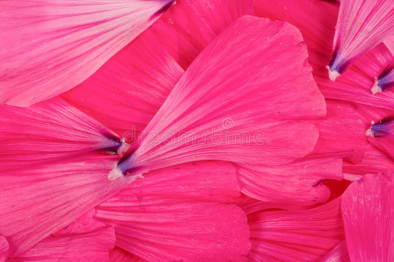 Texture Background. Pattern. Flower Petals Stock Image - Image of ...