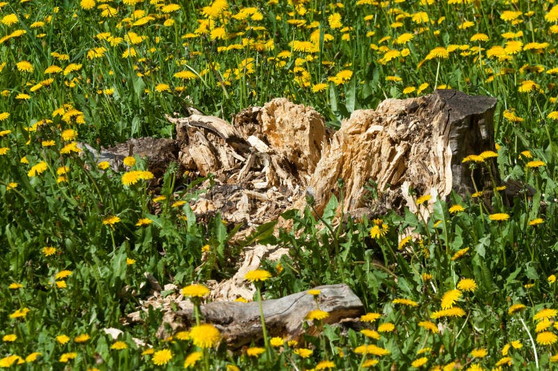 Texture, Background, Pattern. Landscape Spring Stock Image - Image of ...