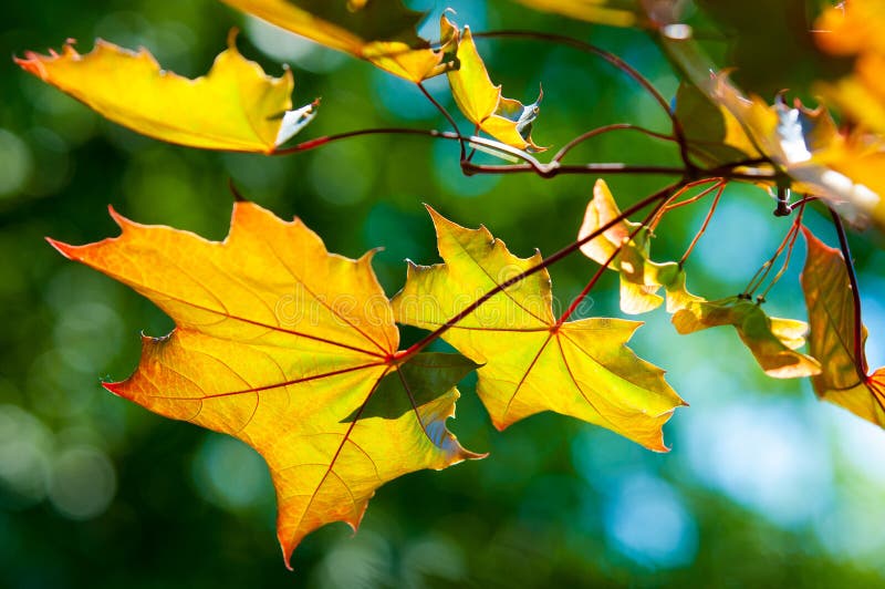 Texture, Background, Pattern. Leaves Seeds of a Red Maple Branch Stock ...