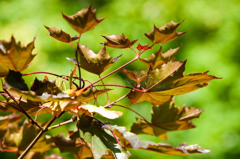 Texture, Background, Pattern. Leaves Seeds of a Red Maple Branch Stock ...