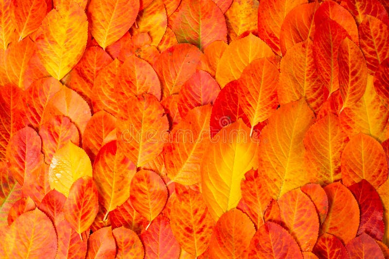Texture, Background, Pattern. Red Leaves. Autumn Coloring Stock Photo ...