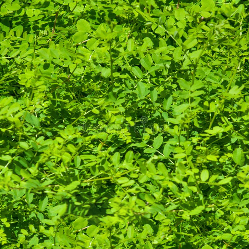 275 Bushes Seamless Texture Photos - Free & Royalty-Free Stock Photos ...