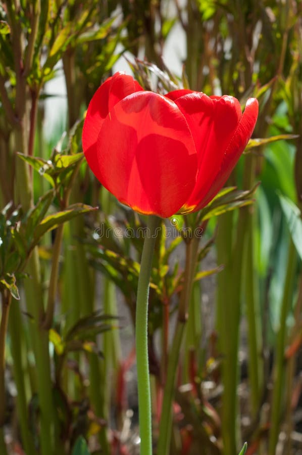 Texture Background, Pattern. Spring Landscape, Stock Image - Image of ...
