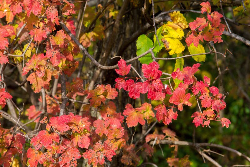 Texture, Background, Pattern. Trees in Autumn, Beautiful Dull Ti Stock ...