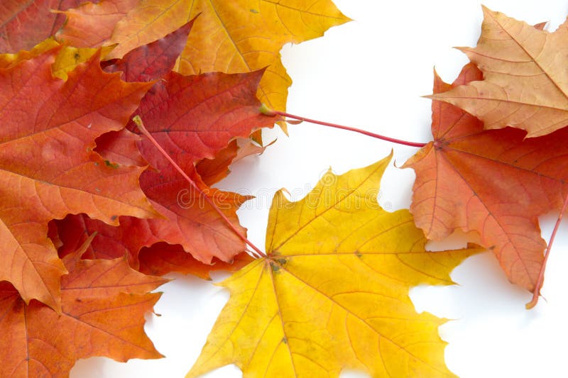 Texture, Background, Pattern. Yellow Red Maple Leaves on White B Stock ...