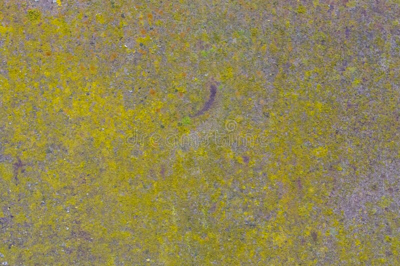 Moss and Mildew on Metal stock image. Image of color - 140809753