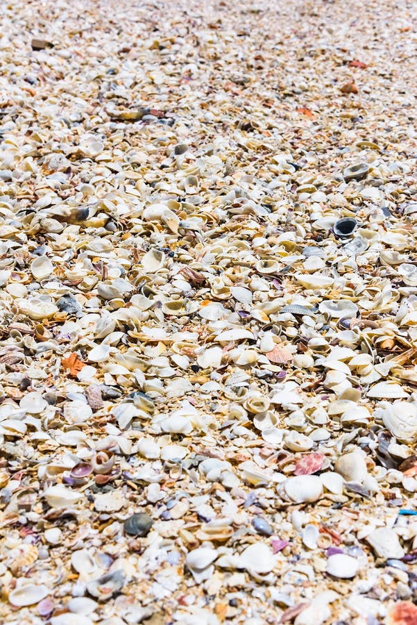 Texture Background of Seashells Colored on Seashore Tropics Stock Image ...