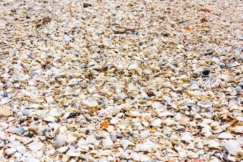 Texture Background of Seashells Colored on Seashore Tropics Stock Photo ...
