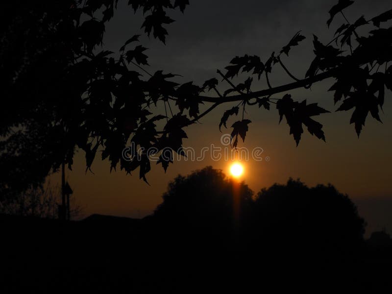 Texture Background of the Sunset , Landscape and View of Maple Tree and ...