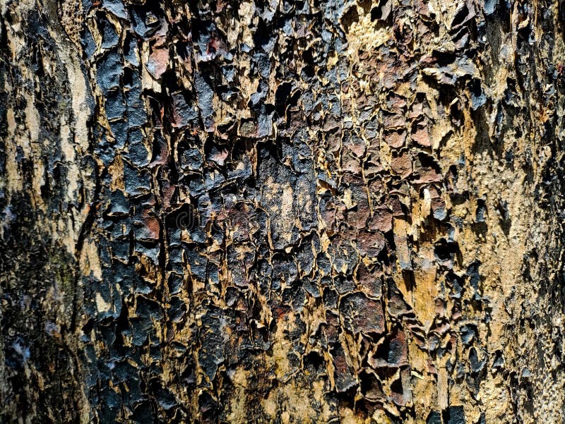 The Texture Background Surface of a Tree Trunk that is Starting To Peel ...