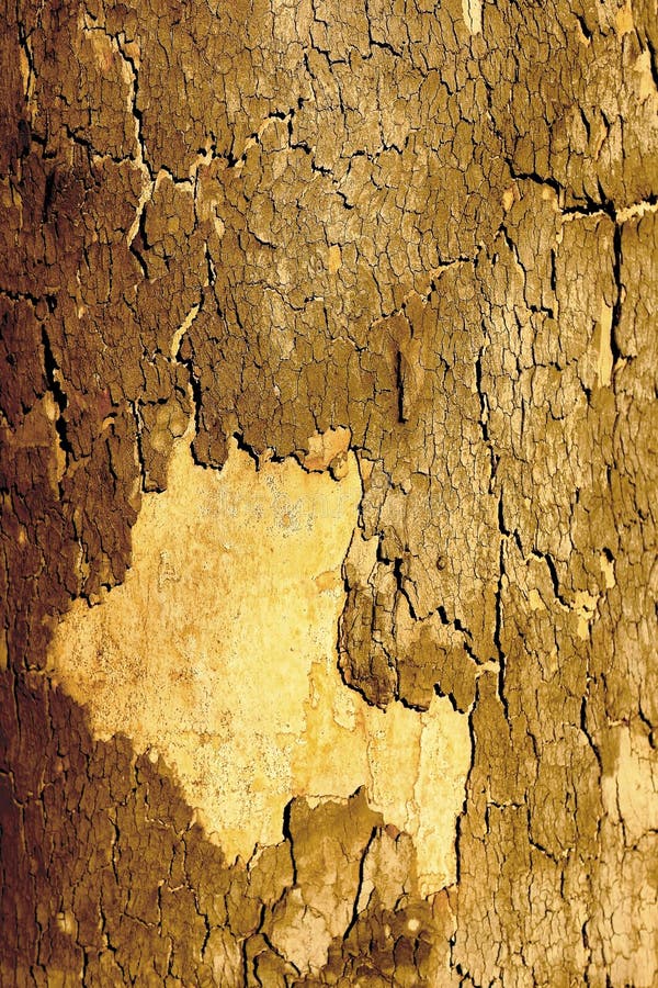 Texture Background Sycamore Tree Bark Stock Photo - Image of damaged ...