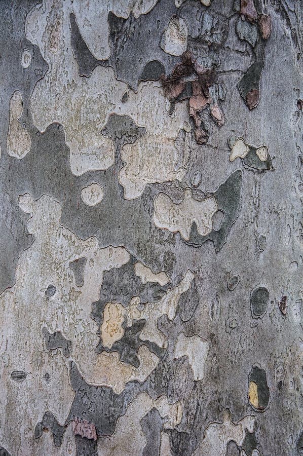 Texture and Background of the Tree .Sycamore. Stock Image - Image of ...