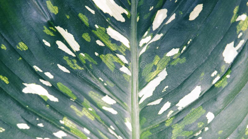 Texture Background of Variegated Leaves with Both Green and White ...
