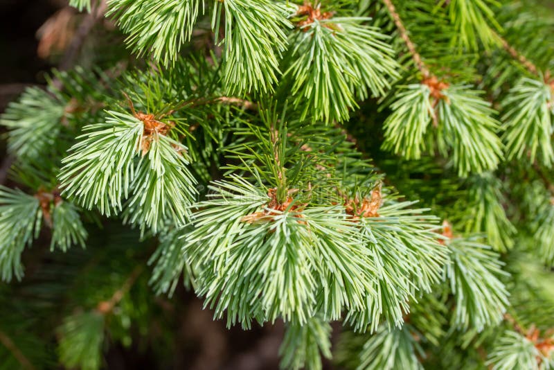Texture Background View of a Pine Tree with New Growth Tips Stock Image ...