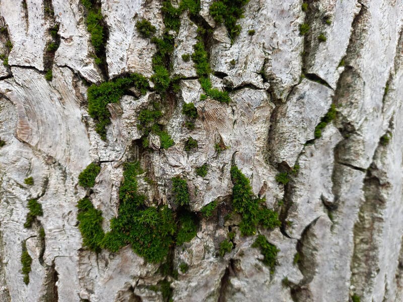 Texture, Background. White Wood, White Wood. Moss on the Tree Stock ...